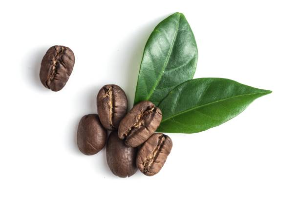 Coffee Leaf Pictures | Download Free Images on Unsplash
