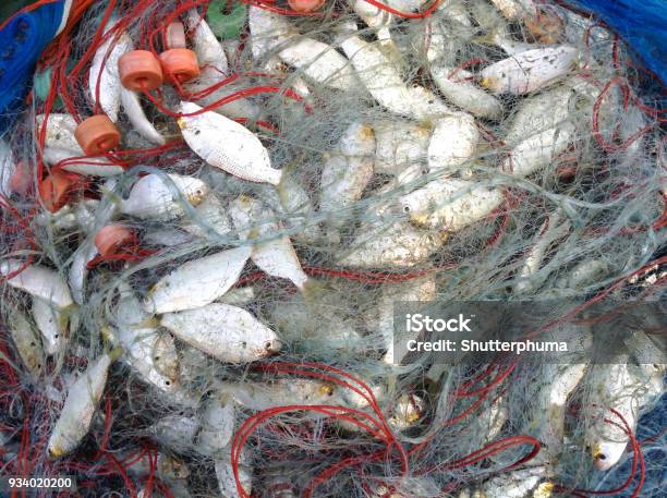 Ikan Haring Foto Stok Unduh Gambar Sekarang Air Close Up