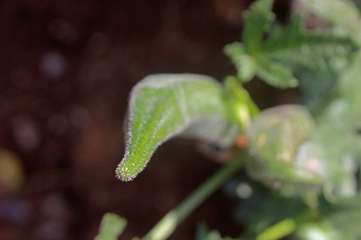 Abelmoschus Esculentus 성녀 위의 손가락 공장요 인도 건강관리와 의술에 대한 스톡 사진 및 기타 이미지