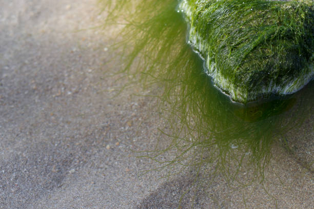 Free picture: sheets, algae, wrapped, mass