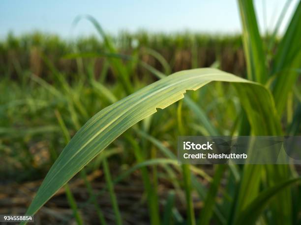 Closeup Daun Tebu Hijau Di Ladang Tebu Foto Stok Unduh Gambar
