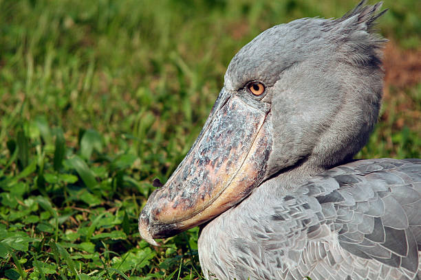 Shoebill Pictures | Download Free Images on Unsplash