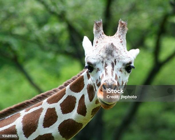 기린과 세로는 갈색에 대한 스톡 사진 및 기타 이미지 갈색 그물무늬기린 기린 Istock