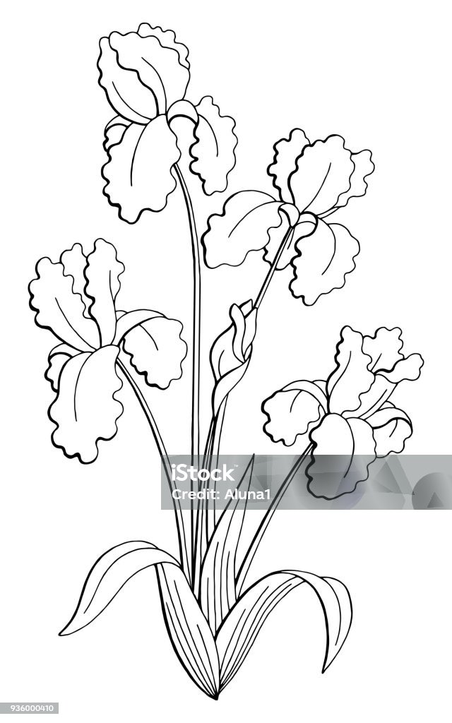Iris Bunga Grafis Hitam Putih Terisolasi Buket Sketsa Ilustrasi Vektor
