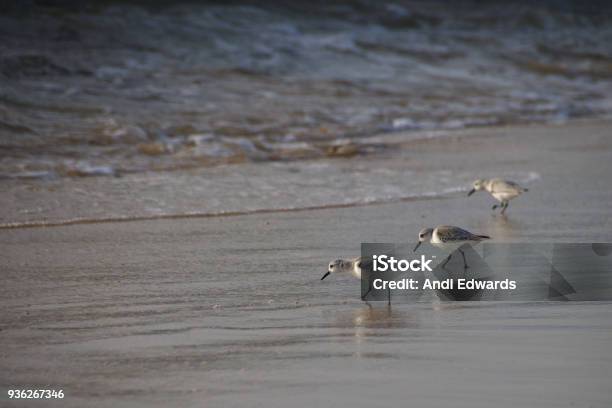Sanderling 야생 해양 조류 황혼에서 바다 해안 가장자리에 음식에 대 한 검색 걷기에 대한 스톡 사진 및 기타 이미지
