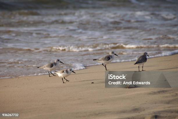 Sanderling 야생 해양 조류 황혼에서 바다 해안 가장자리에 음식에 대 한 검색 걷기에 대한 스톡 사진 및 기타 이미지