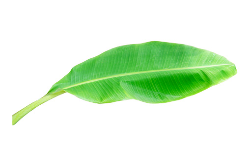 Daun Pisang Hijau Tekstur Dedaunan Tropis Hijau Terisolasi Pada Latar
