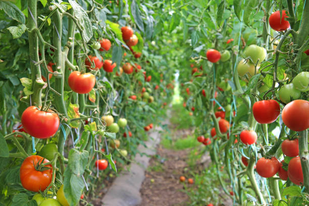 Tomato Farm Pictures | Download Free Images on Unsplash