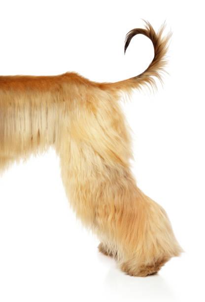 Dog Tail Pictures | Download Free Images on Unsplash