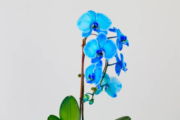 Blue Orchid Pictures | Download Free Images on Unsplash