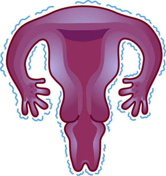 140 Groin Area Diagram Illustrations Royalty Free Vector Graphics
