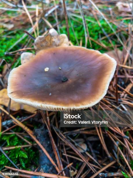 Boletus 새싹은 식용 버섯 이다 숲에서 이끼에 Pporcini입니다 건강 하 고 섬세 한 세탁 옷 음식입니다 Boletus