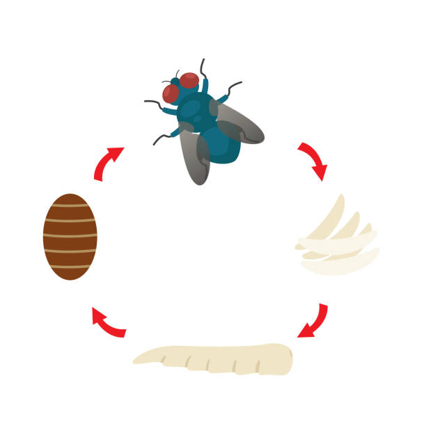 30+ Life Cycle Of Housefly Stock Photos, Pictures & Royalty-Free Images ... 30+ Life Cycle Of Housefly Stock Photos, Pictures & Royalty-Free Images ...