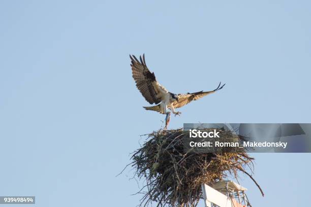 Osprey 캐나다 0명에 대한 스톡 사진 및 기타 이미지 Istock