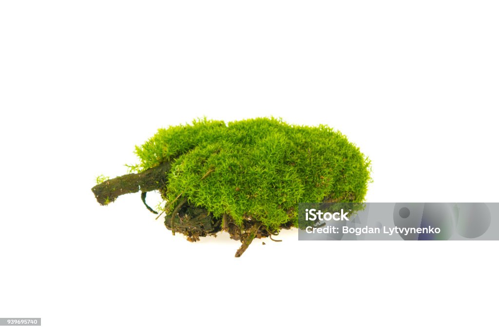 Musgo Verde Aislado Sobre Fondo Blanco Foto de stock y más banco de ... Musgo Verde Aislado Sobre Fondo Blanco Foto de stock y más banco de ...