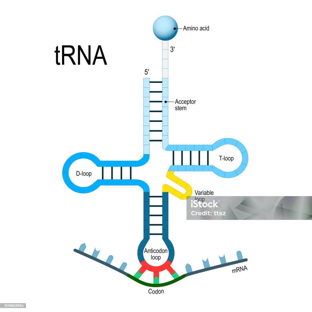 Transfer Rna Kode Genetik Ilustrasi Stok - Unduh Gambar Sekarang ... Transfer Rna Kode Genetik Ilustrasi Stok - Unduh Gambar Sekarang ...