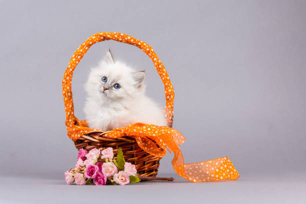 Free picture: Pretty white domestic kittens with blue eyes
