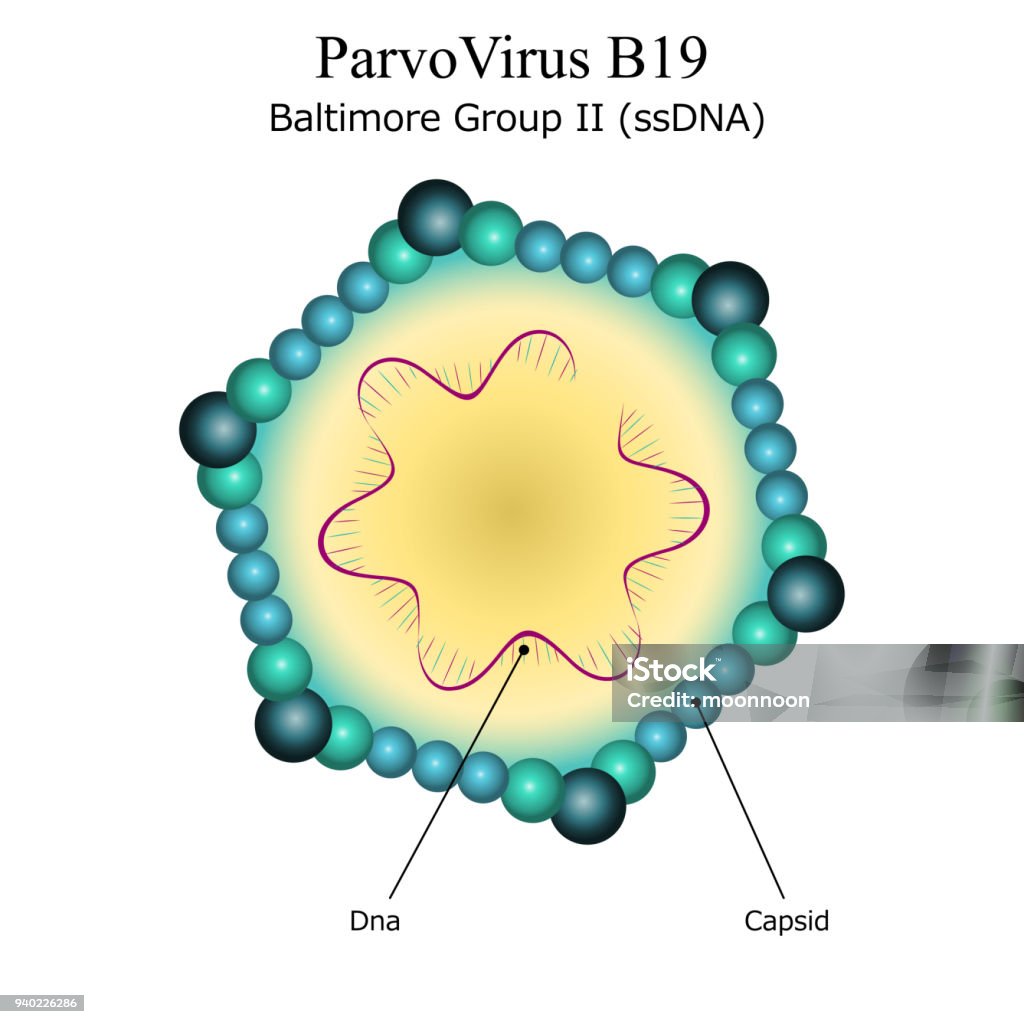 Diagram Of Parvo Virus B19 Particle Structure Stock Illustration