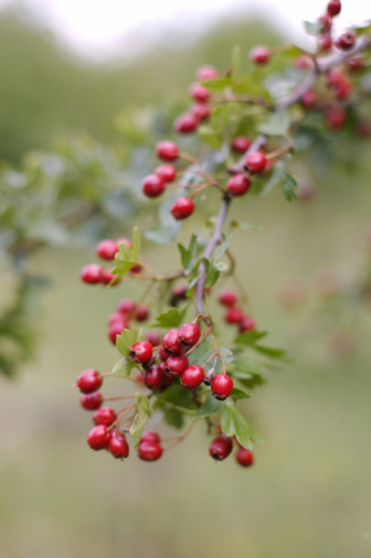 베리류 일반적인 산사나무crataegus Monogyna 0명에 대한 스톡 사진 및 기타 이미지 0명 과일 베리류