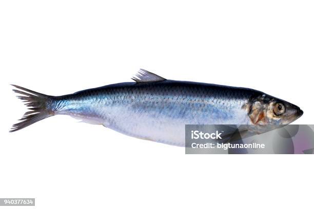 Ikan Haring Terisolasi Dengan Latar Belakang Putih Kelompok Ikan Beku