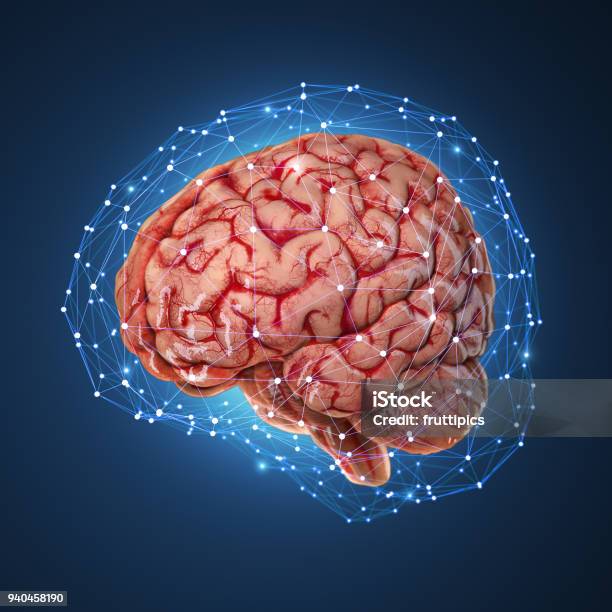 3d 렌더링 된 인간의 두뇌입니다 건강관리와 의술에 대한 스톡 사진 및 기타 이미지 건강관리와 의술 과학 교육 Istock