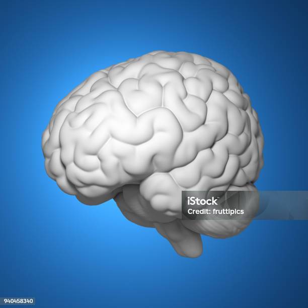 3d 렌더링 된 인간의 두뇌입니다 과학에 대한 스톡 사진 및 기타 이미지 과학 교육 꿈같은 Istock