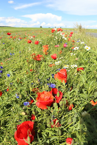 Cornflowers 양 귀 비와 와일드 플라워 매 도우 0명에 대한 스톡 사진 및 기타 이미지 0명 경외감 계절