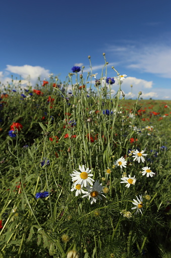 Cornflowers 양 귀 비와 와일드 플라워 매 도우 0명에 대한 스톡 사진 및 기타 이미지 0명 경외감 계절