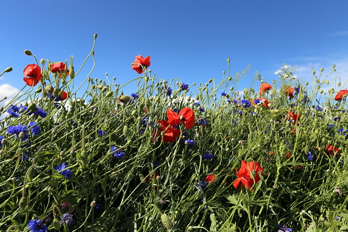 Cornflowers 양 귀 비와 와일드 플라워 매 도우 0명에 대한 스톡 사진 및 기타 이미지 0명 경외감 계절