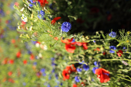 Cornflowers 양 귀 비와 와일드 플라워 매 도우 0명에 대한 스톡 사진 및 기타 이미지 0명 경외감 계절