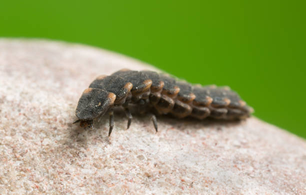 Free Stock Photo of European Glow Worm - Lampyris noctiluca | Download ...