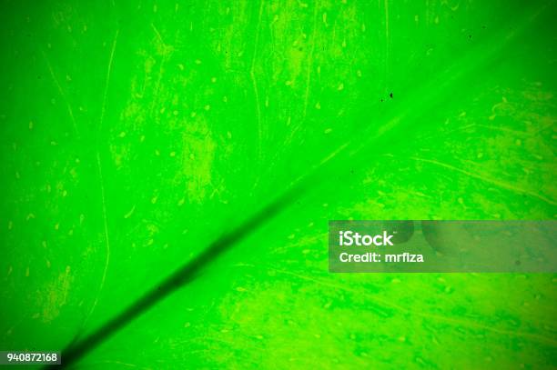 Tekstur Latar Belakang Daun Hijau Alami Kedalaman Bidang Buram Defokus