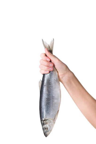 Free Stock Photo of Person Holding Small Fish in Hand | Download Free ...