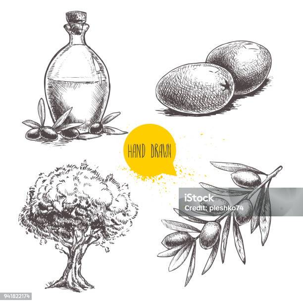 Croquis De Bouteille Fruits Branche Arbre Et Huile Dolive Olives