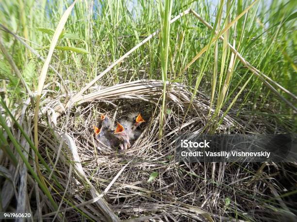 Motacilla Flava입니다 자연에서 노랑 할 미 새의 둥지입니다 0명에 대한 스톡 사진 및 기타 이미지 0명 긴발톱