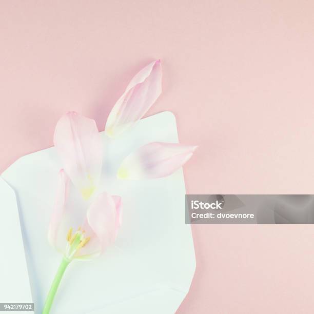 Tulip Merah Muda Dengan Kelopak Dalam Amplop Kertas Terbuka Foto Stok ... Tulip Merah Muda Dengan Kelopak Dalam Amplop Kertas Terbuka Foto Stok ...