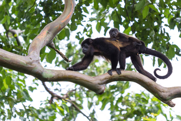 Howler Monkey Pictures | Download Free Images on Unsplash