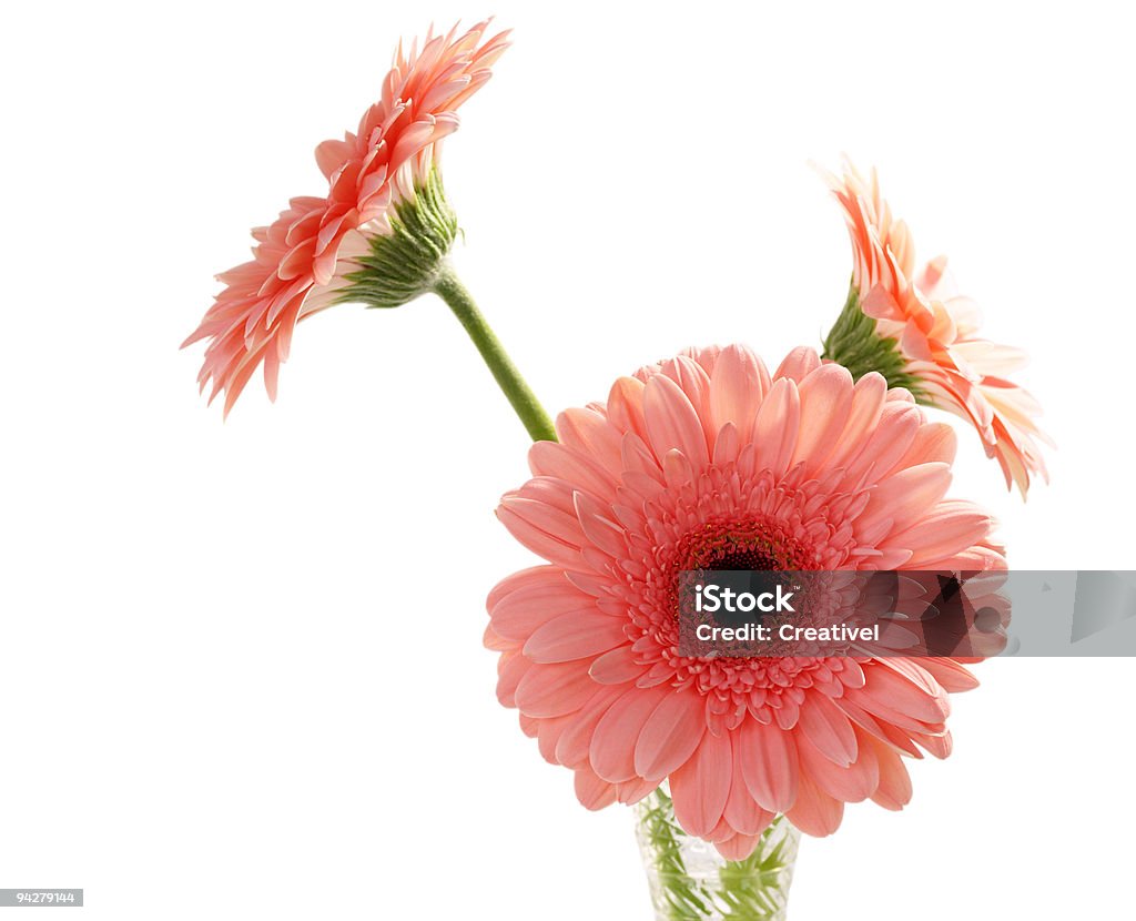 핑크 Gerbera 국화와 부케 흰색 바탕에 흰색 배경 0명에 대한 스톡 사진 및 기타 이미지 0명 3가지 개체 거베라