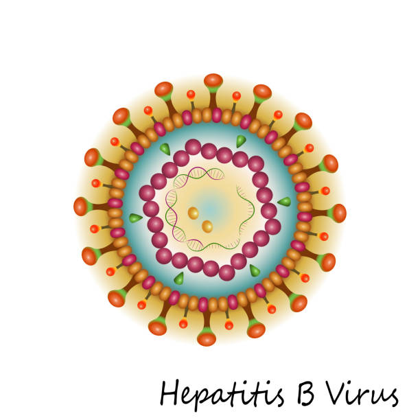 1000 Hepatitis B Stock Illustrations Royalty Free Vector Graphics