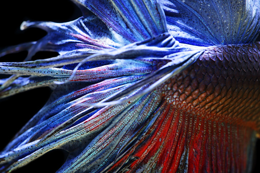 Betta 샴 싸우는 물고기 Betta Splendens Plakad의 클로즈업 가축에 대한 스톡 사진 및 기타 이미지 가축