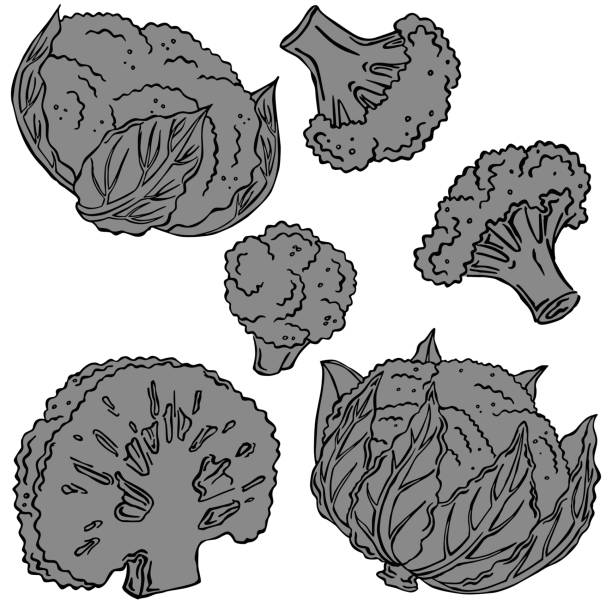 140+ Cauliflower Benefits Stock Photos, Pictures & Royalty-Free Images ... 140+ Cauliflower Benefits Stock Photos, Pictures & Royalty-Free Images ...
