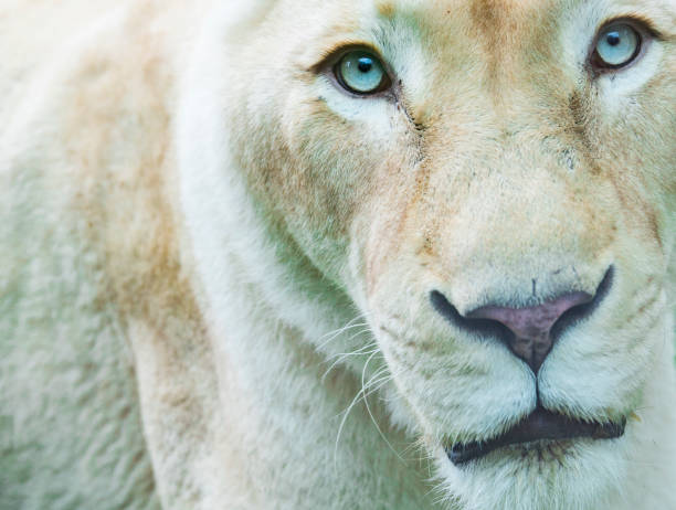 Free Stock Photo of Close Up of a White Lion With Blue Eyes | Download ...