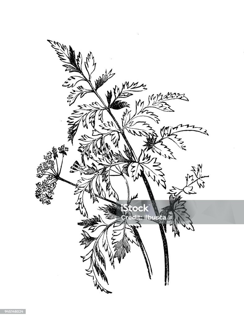 식물학 식물 골동품 조각 그림 Anthriscus Sylvestris 19세기에 대한 스톡 벡터 아트 및 기타 이미지 Istock