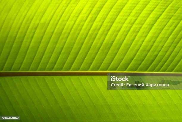Latar Belakang Tekstur Permukaan Lebar Daun Pisang Hijau Hidup Foto