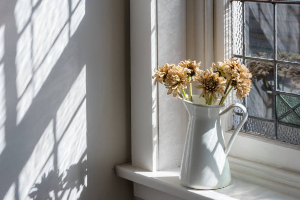 Free Stock Photo of Shadow of a Plant on a Window Sill | Download Free ...
