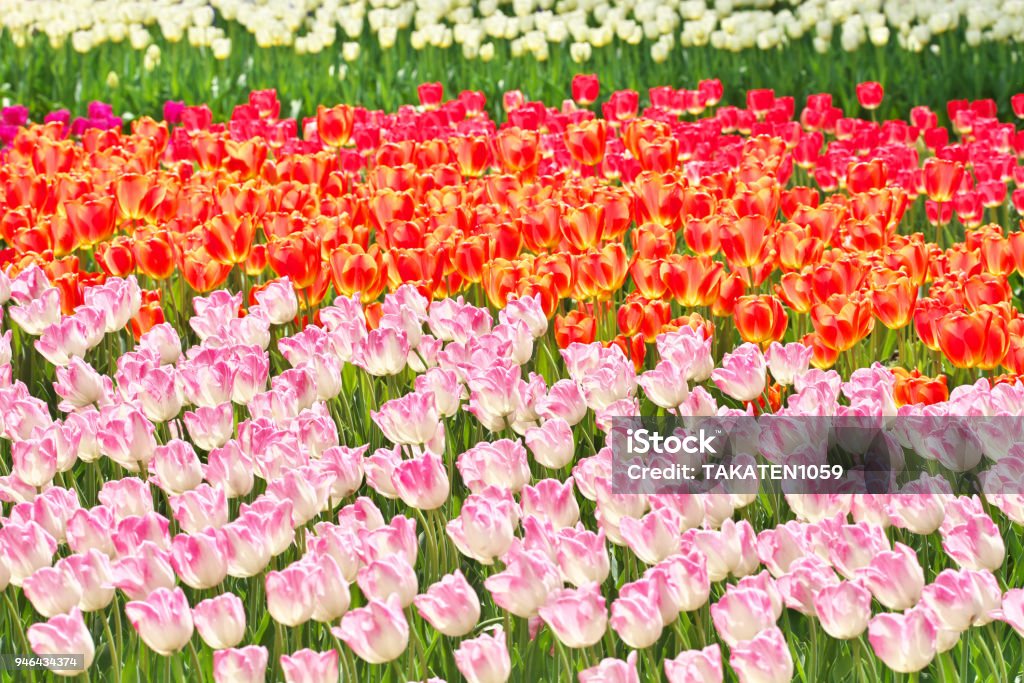 Colorful Tulip Field Stock Photo - Download Image Now - Beauty, Colors ... Colorful Tulip Field Stock Photo - Download Image Now - Beauty, Colors ...