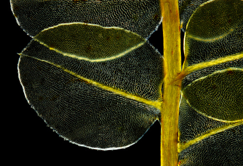 Detail Of A Moss Plagiomnium Affine Stock Photo - Download Image Now ... Detail Of A Moss Plagiomnium Affine Stock Photo - Download Image Now ...