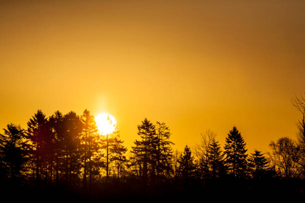 Free Stock Photo of Sun Setting Over Trees in Forest | Download Free ...
