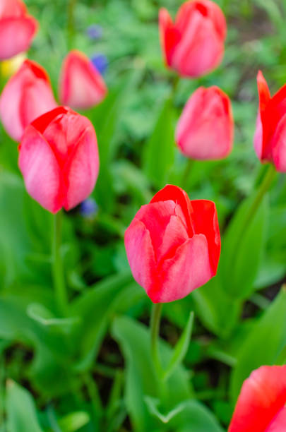 Tuin Pictures | Download Free Images on Unsplash