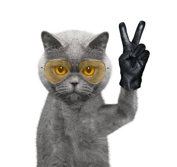 Cool Cat Pictures | Download Free Images on Unsplash